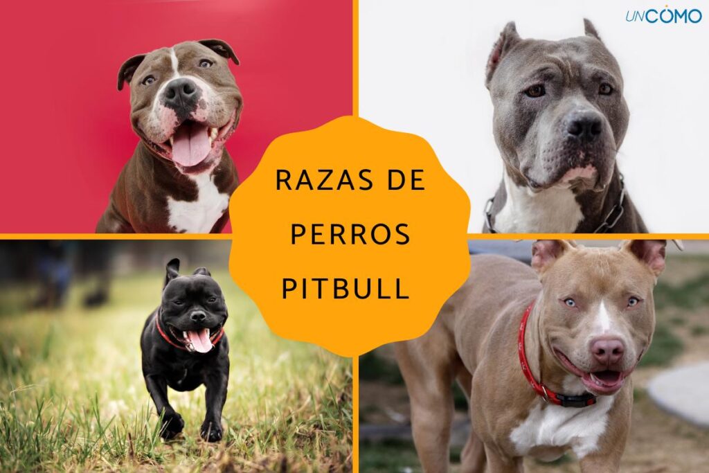 Descubre las diferencias entre estas razas de perros fuertes